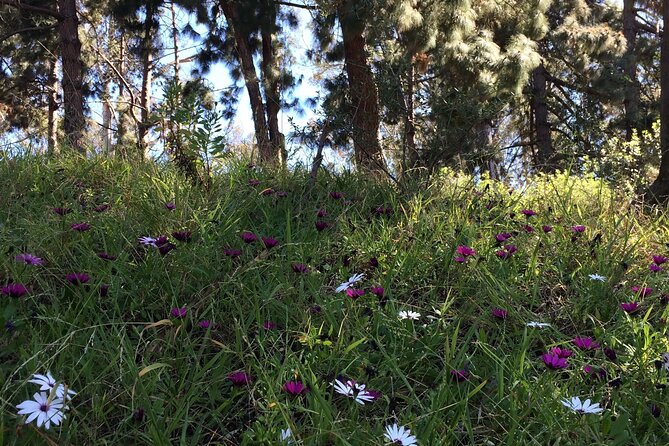 Hidden Nature Walks in the City Private Tour - Transport, Comfort, and Customization