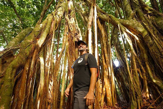Hike Honolua Ridgeline - The Practical Details: What You Need to Know
