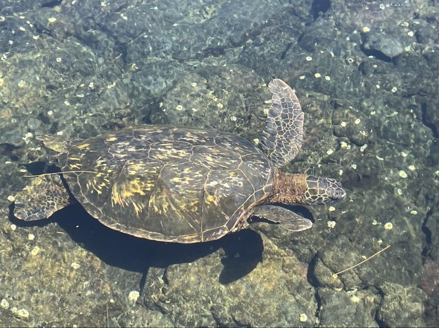 Hilo: Sea Turtle Lagoon and Black Sand Beach Snorkel - An Authentic Look at the Snorkeling Tour Experience