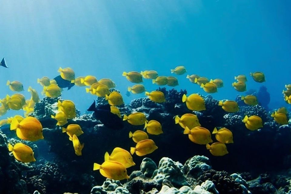 Hilo: Sea Turtle Lagoon and Black Sand Beach Snorkel - FAQ