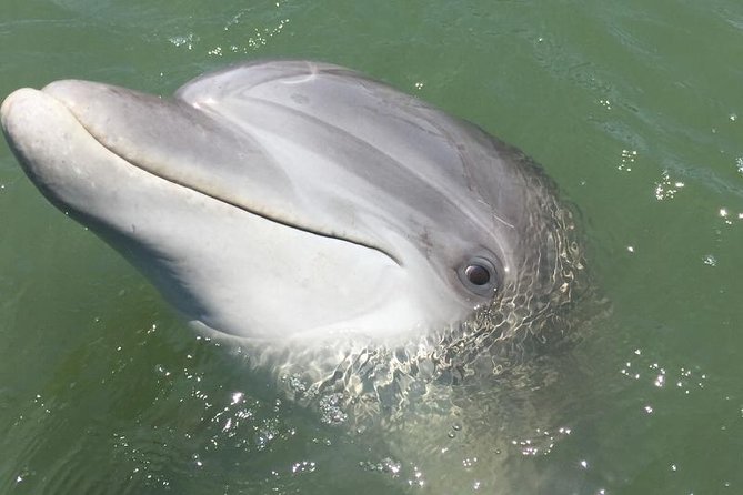 Hilton Head Dolphin Watching Cruise with Fireworks Display - The Guides and Crew — Knowledgeable and Friendly