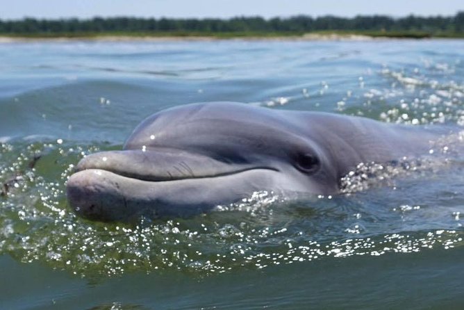 Hilton Head Guided Kayak Eco Tour