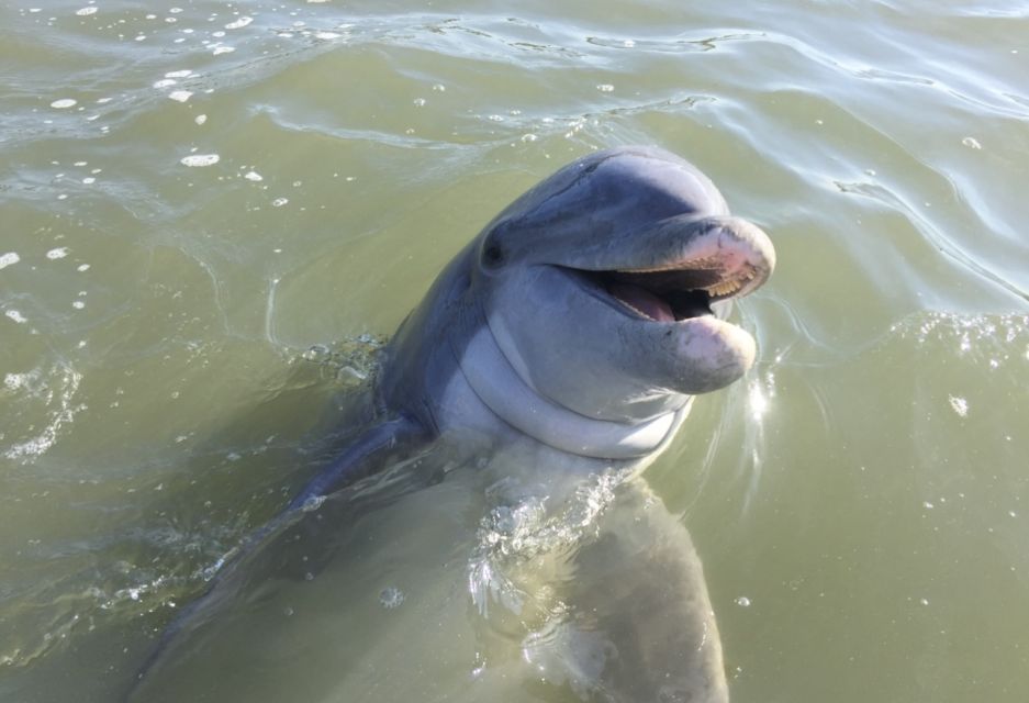 Hilton Head Island: Daytime Dolphin Watching Boat Tour
