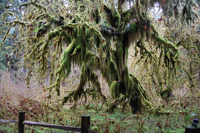Hoh Rain Forest and Rialto Beach Guided Tour in Olympic National Park - Authentic Experiences and Highlights from Reviews