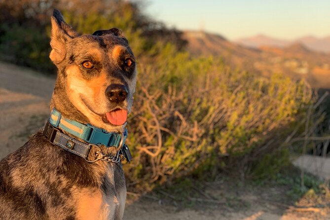 Hollywood: Walking and Hiking Sunset Tour with LA Views - FAQs