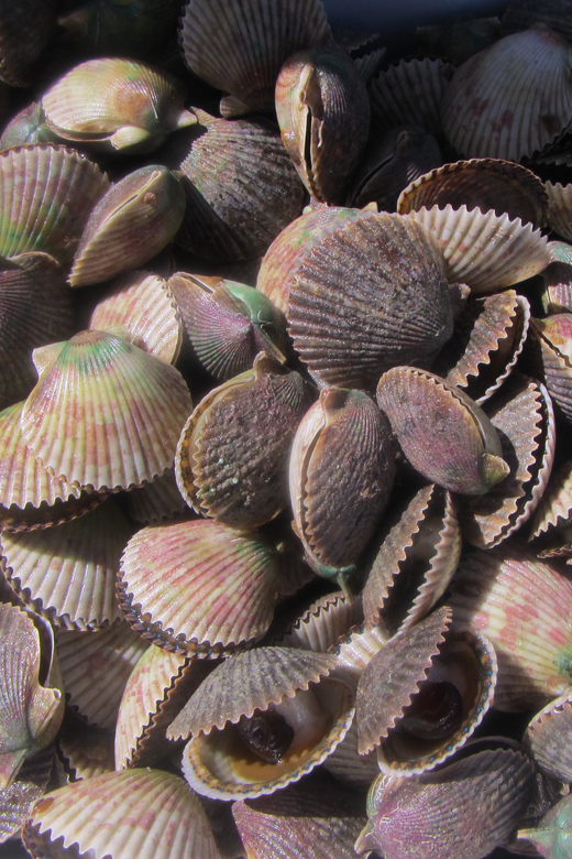 Homosassa: Snorkel & Scallop Hunt in Gulf of Mexico - Key Points