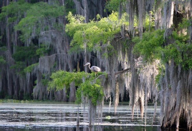 Honey Island Swamp Boat Tour with Transportation from New Orleans - Discover the Honey Island Swamp Boat Tour from New Orleans