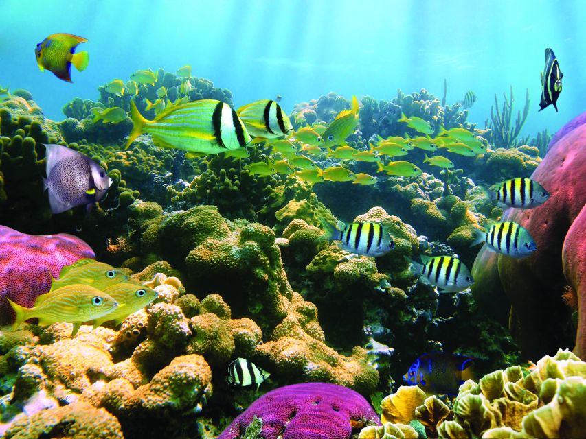 Honokohau: Kona Snorkel and Sail with Drinks and Snacks