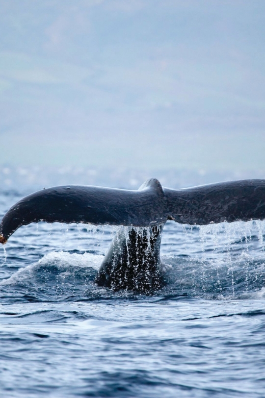 Honokohau: Kona Whale Watching Catamaran Cruise