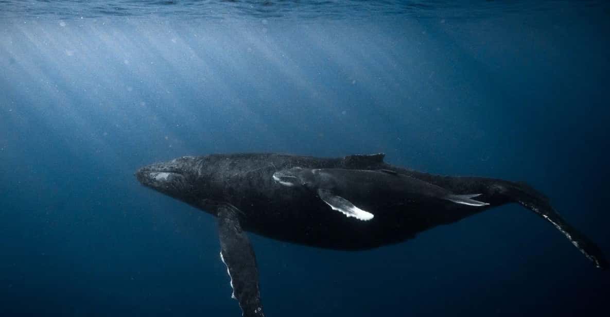 Honolulu: Discover Scuba Diving Experience - Key Points