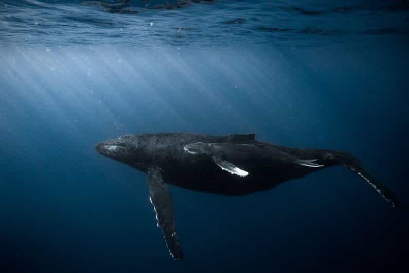 Honolulu: Discover Scuba Diving Experience - Why This Tour Offers Great Value