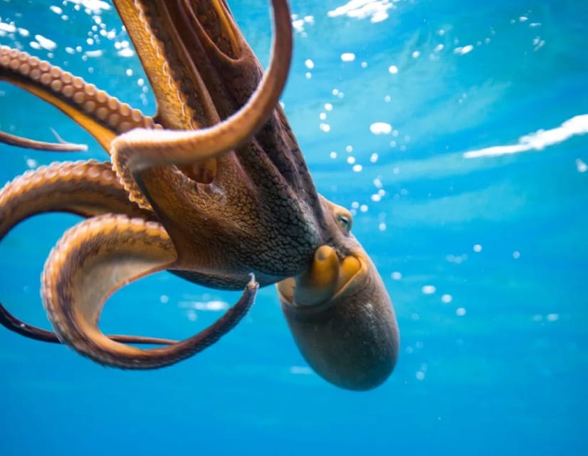 Honolulu: Discover Scuba Diving Experience - Final Thoughts