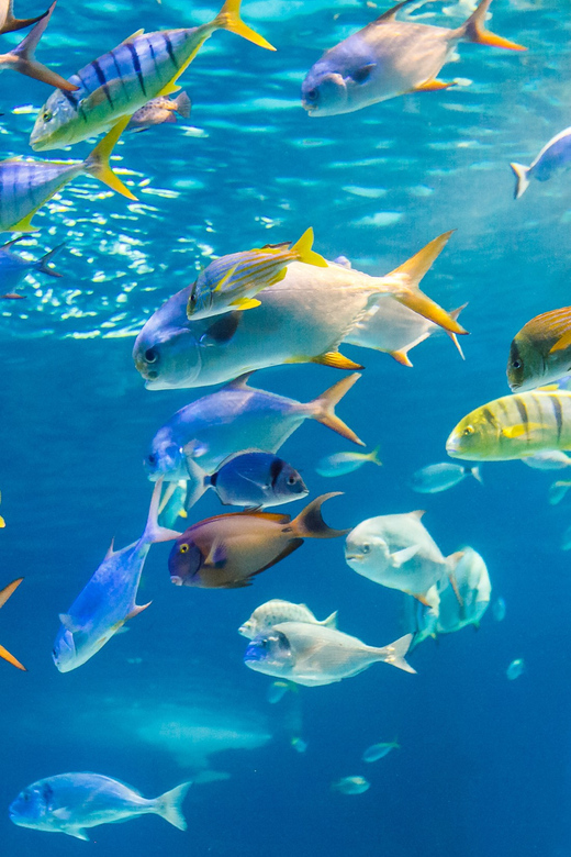 Honolulu: Glass Bottom Boat Tour along Oahu's South Shore