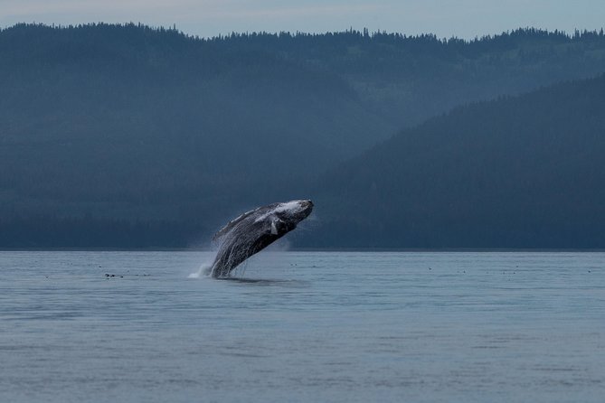 Hoonah Whale Tours - The Experience at a Glance