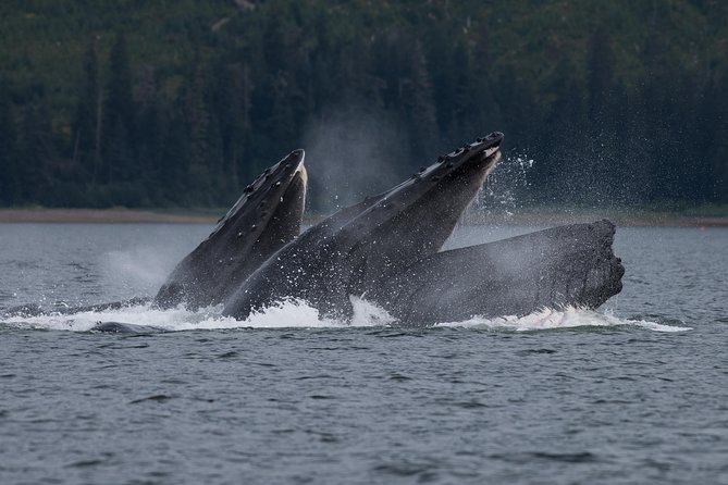 Hoonah Whale Tours - Comfort and Convenience