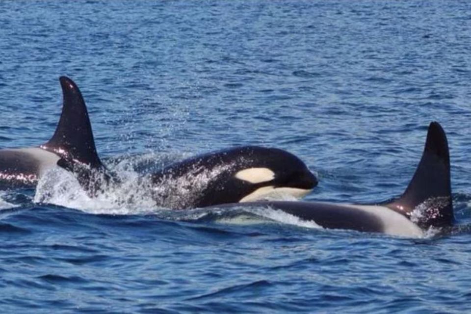 Hoonah: Whale Watching Cruise - The Value of the Experience