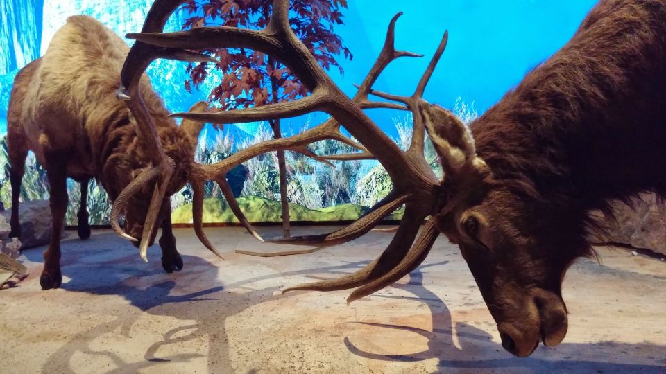 Houston CityPASS®: Save up to 51% at 5 Top Attractions - Practical Tips for Your Houston Adventure