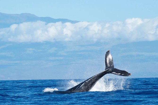 Humpback Whale and Dolphin Watch in Kona