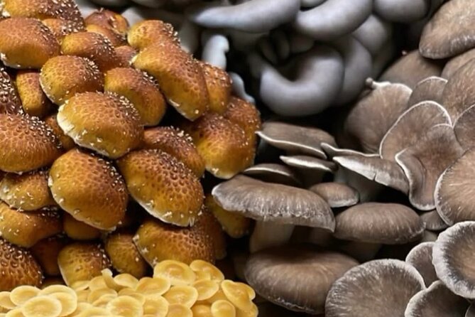 Indoor Mushroom Farm Tour - Exploring Chicago’s Indoor Mushroom Farm Tour: A Unique Urban Experience