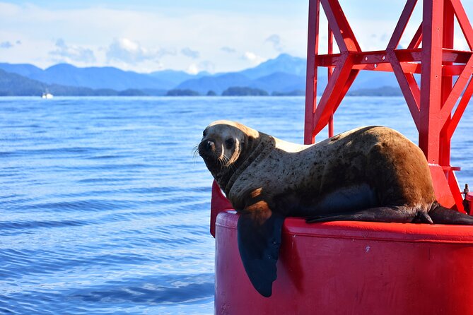Island Discovery Kayak Paddle in Sitka, Alaska - An In-Depth Look at the Sitka Kayak Experience