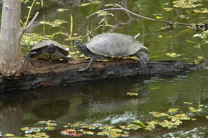 Jean Lafitte 90-Minute Swamp and Bayou Boat Tour