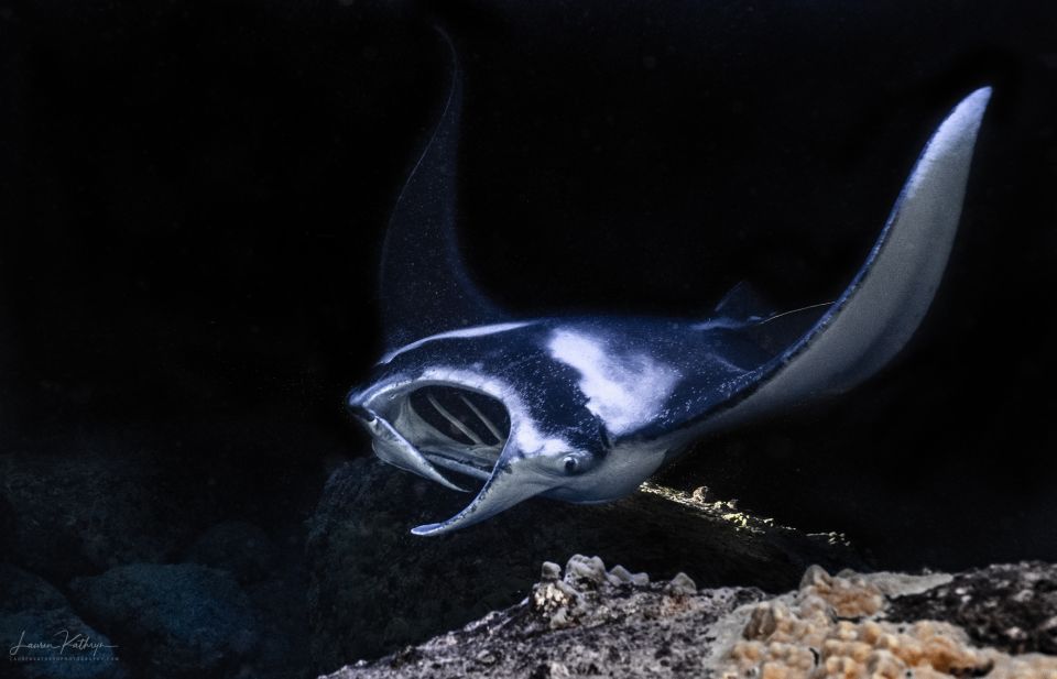 Kailua Kona: Manta Ray Night Snorkel Tour with Guide - The Itinerary: What to Expect