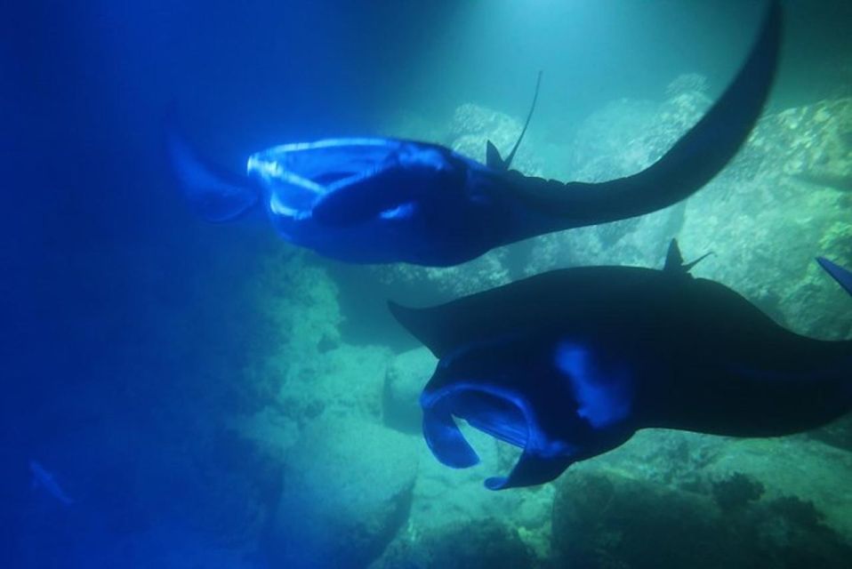 Kailua-Kona: Manta Ray Spotting Night Snorkeling Tour - Final Thoughts: Is This Tour for You?