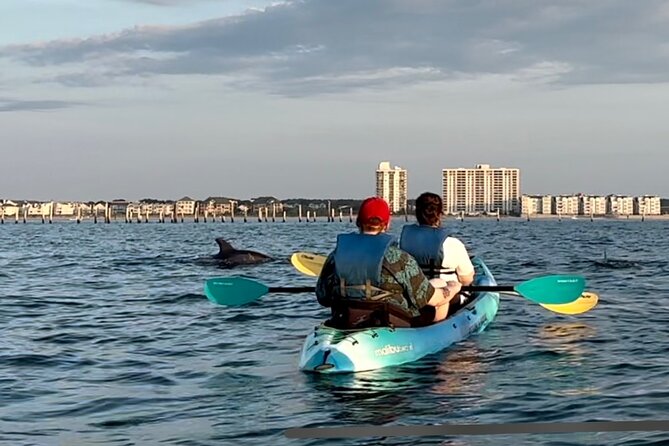 Kayak Dolphin Experience in Virginia Beach Must know how to swim