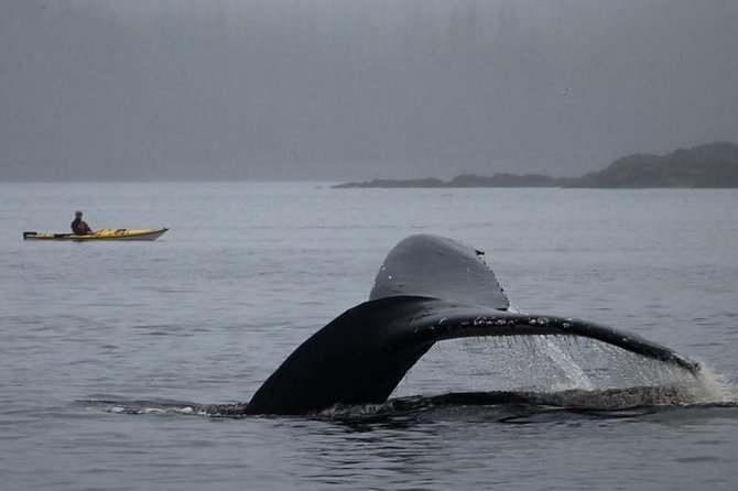 Ketchikan Kayak Eco-Tour