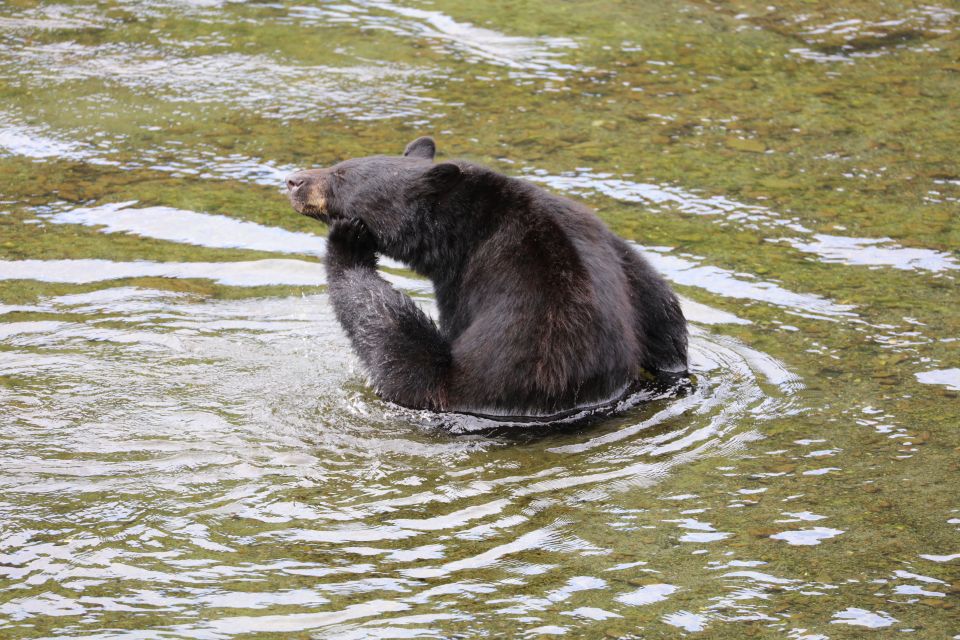 Ketchikan: Potlatch Park, City and Wildlife Private Van Tour - Authentic Encounters with Alaska’s Spirit