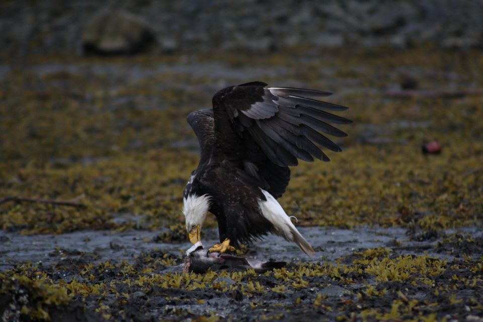 Ketchikan: Totem Pole, Wildlife & City Trolley Tour - FAQ