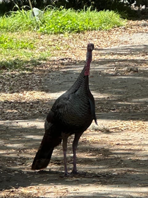 Kissimmee: Self-Guided Lakefront Tour on All Electric Bike - The Sum Up