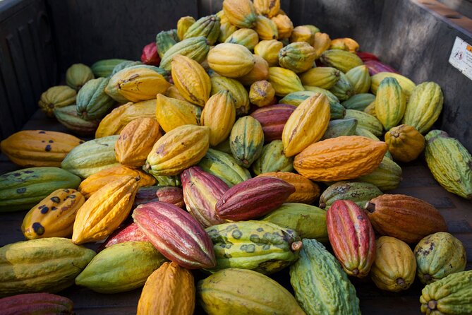 Lahaina: Maui Ku'ia Estate Guided Cacao Farm Tour and Tasting - The Sum Up: Who Should Consider This Tour?