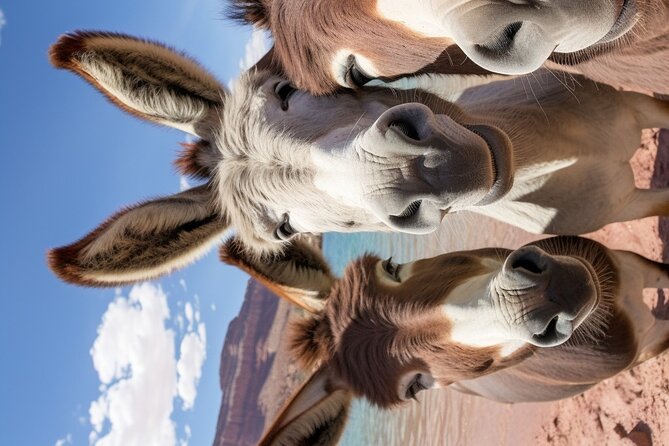 Lake Date for Two: Paddleboard & Picnic by Hoover Dam - Frequently Asked Questions