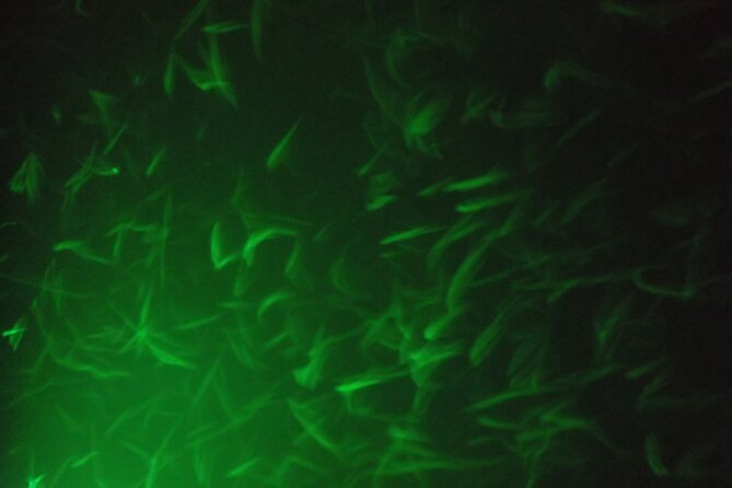 Lake Mead Striped Bass Fishing Getaway - The Sum Up