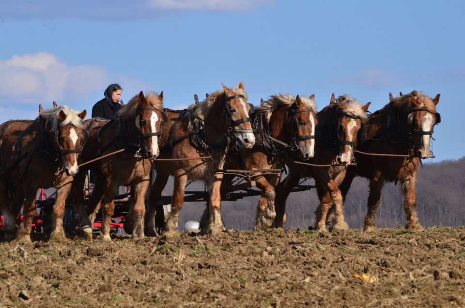 Lancaster County: Amish Farmlands, Museum Tour, Farm Visit - Who Would Enjoy This Tour?