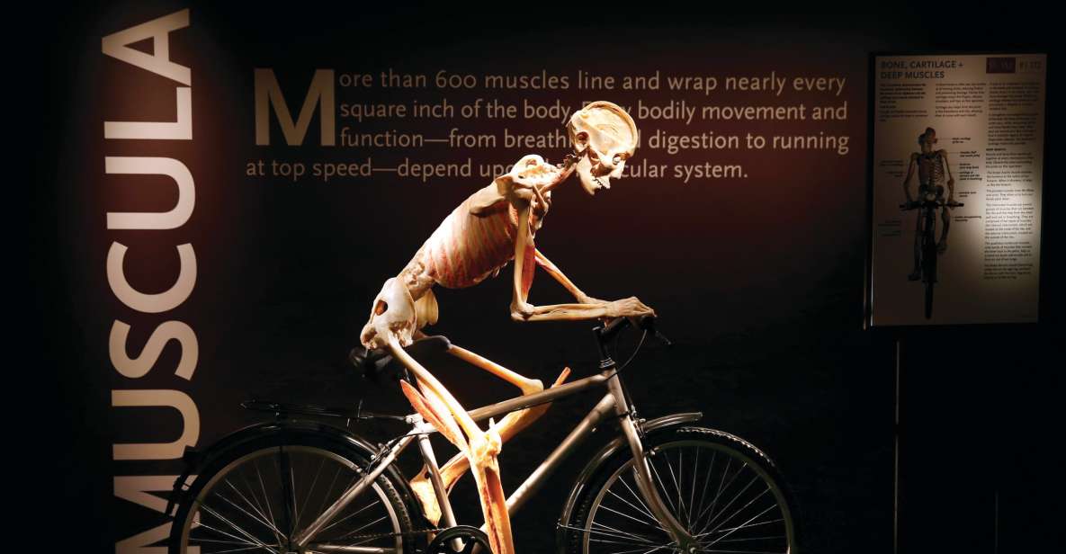 Las Vegas: BODIES | The Exhibition at the Luxor - Key Points