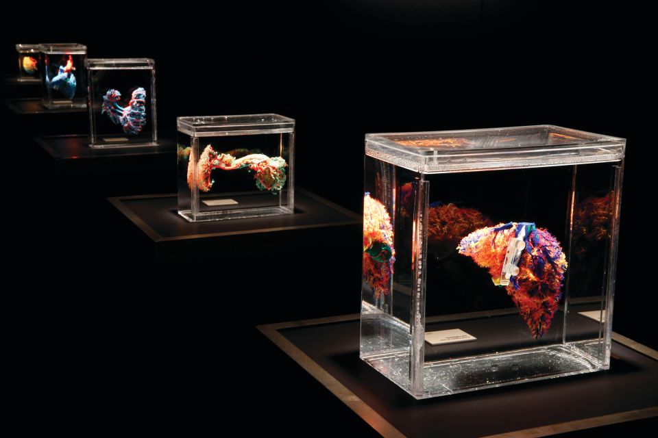 Las Vegas: BODIES | The Exhibition at the Luxor - Who Will Love This?