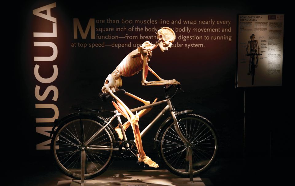 Las Vegas: BODIES | The Exhibition at the Luxor - Final Thoughts: Is It Worth It?