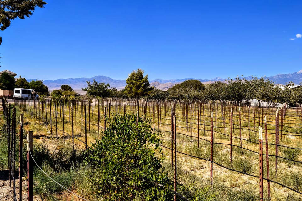 Las Vegas / Pahrump Wine Tasting Tour and snacks - Who Is This Tour Best For?