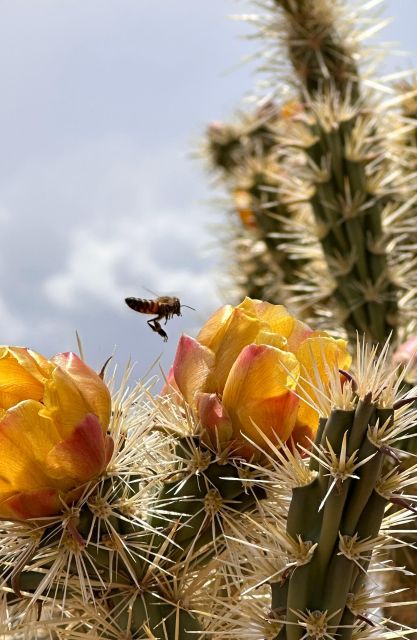 Las Vegas: Small-Group Grand Canyon Skywalk, Hoover Dam Tour - Final Thoughts