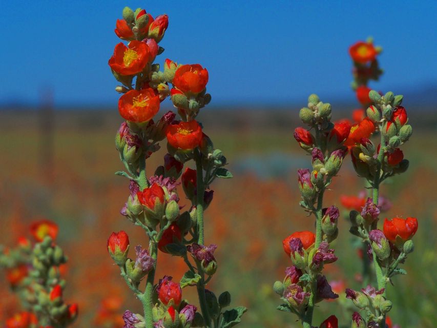 Las Vegas: Small-Group Grand Canyon South Rim Sunset Tour - Is It Worth the Price?