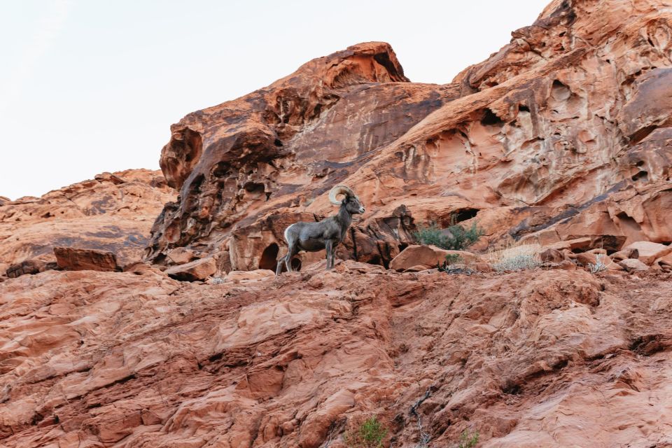 Las Vegas: Valley of Fire Guided Hike with Drinks and Snacks - Frequently Asked Questions