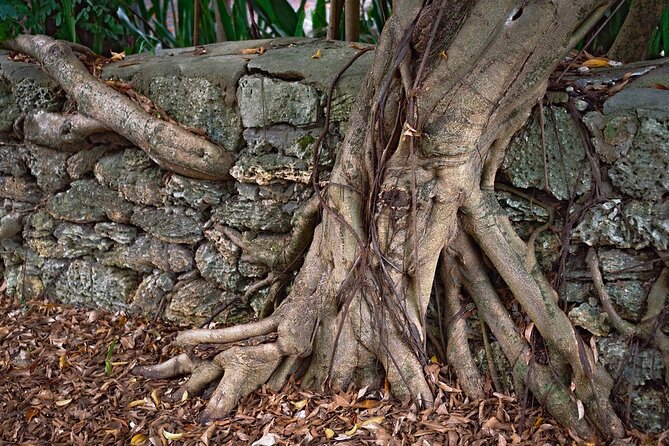 Lil Bahamas Coconut Grove Tour - Final Thoughts: Who Will Love This Tour?