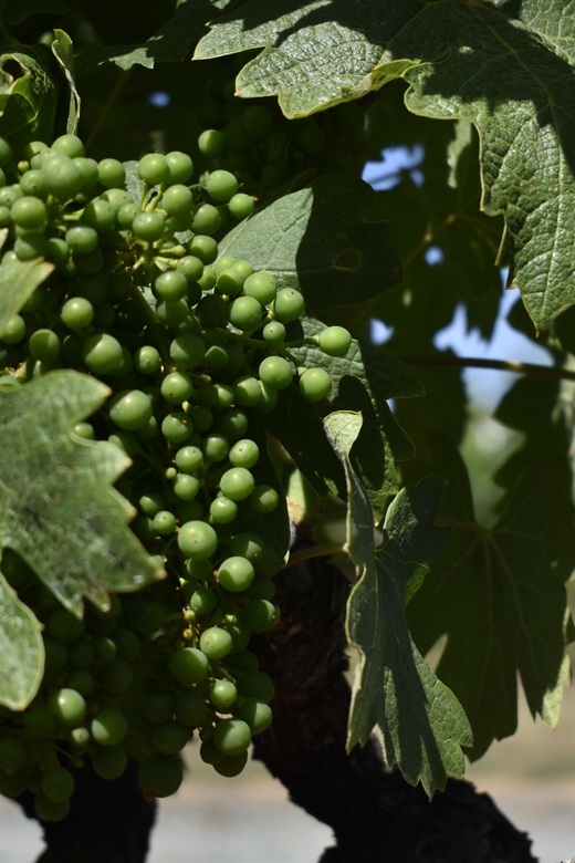 Lodi: Wine Tasting Tour Private Customized 1 -14 Group - Introduction