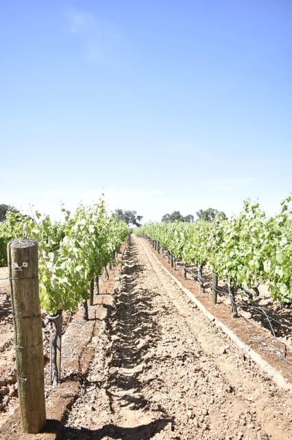 Lodi: Wine Tasting Tour Private Customized 1 -14 Group - Exploring the Experience