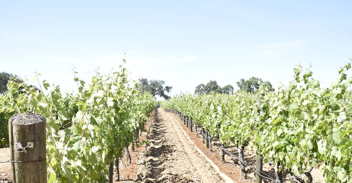 Lodi: Wine Tasting Tour Private Customized 1 -14 Group - FAQ