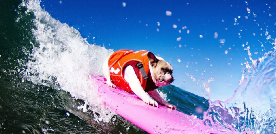 Los Angeles: Surfing Lesson in Venice Beach - Frequently Asked Questions