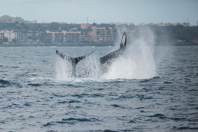 Luxury Catamaran Whale Watch - Key Points
