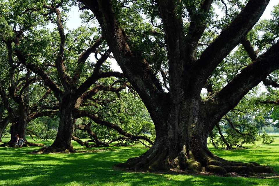 Majestic Oak Alley Plantation Tour - The Final Verdict